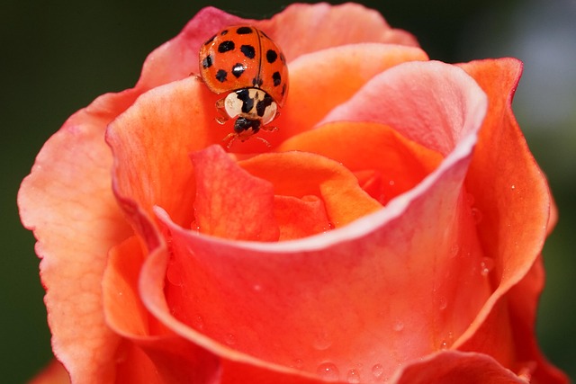 Ladybug Rose Flower - Free photo on Pixabay