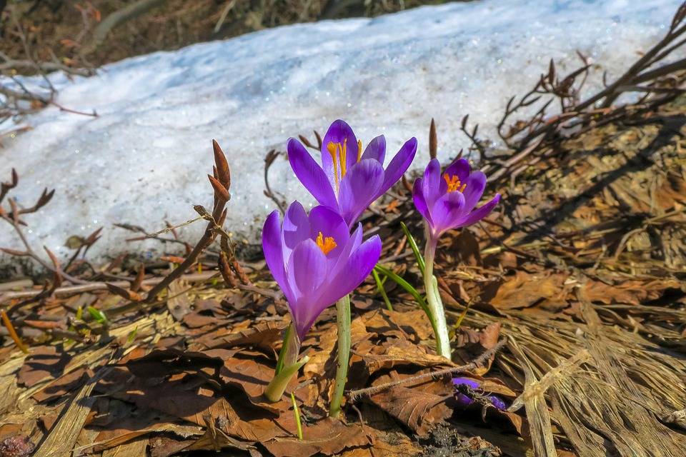 Crocus Fleurs Plantes - Photo gratuite sur Pixabay - Pixabay
