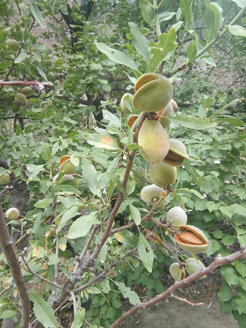 Kinnaur Himachal Frutas Secas Foto Gratis En Pixabay Pixabay