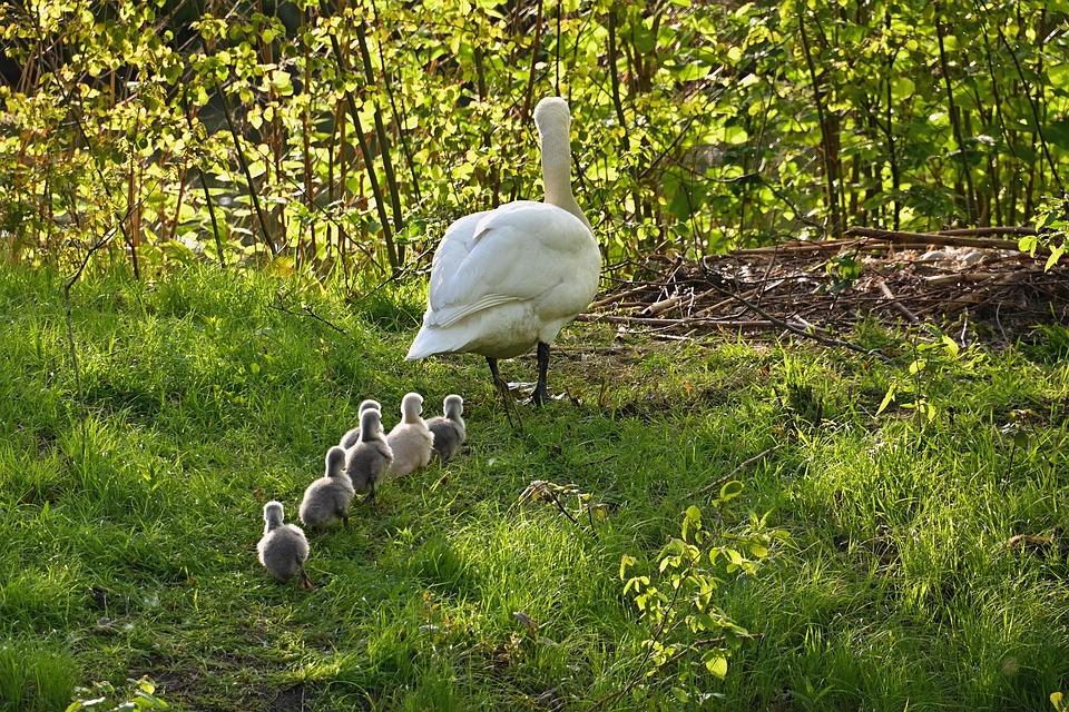 Angsa Anak Ayam Unggas Air - Foto gratis di Pixabay - Pixabay