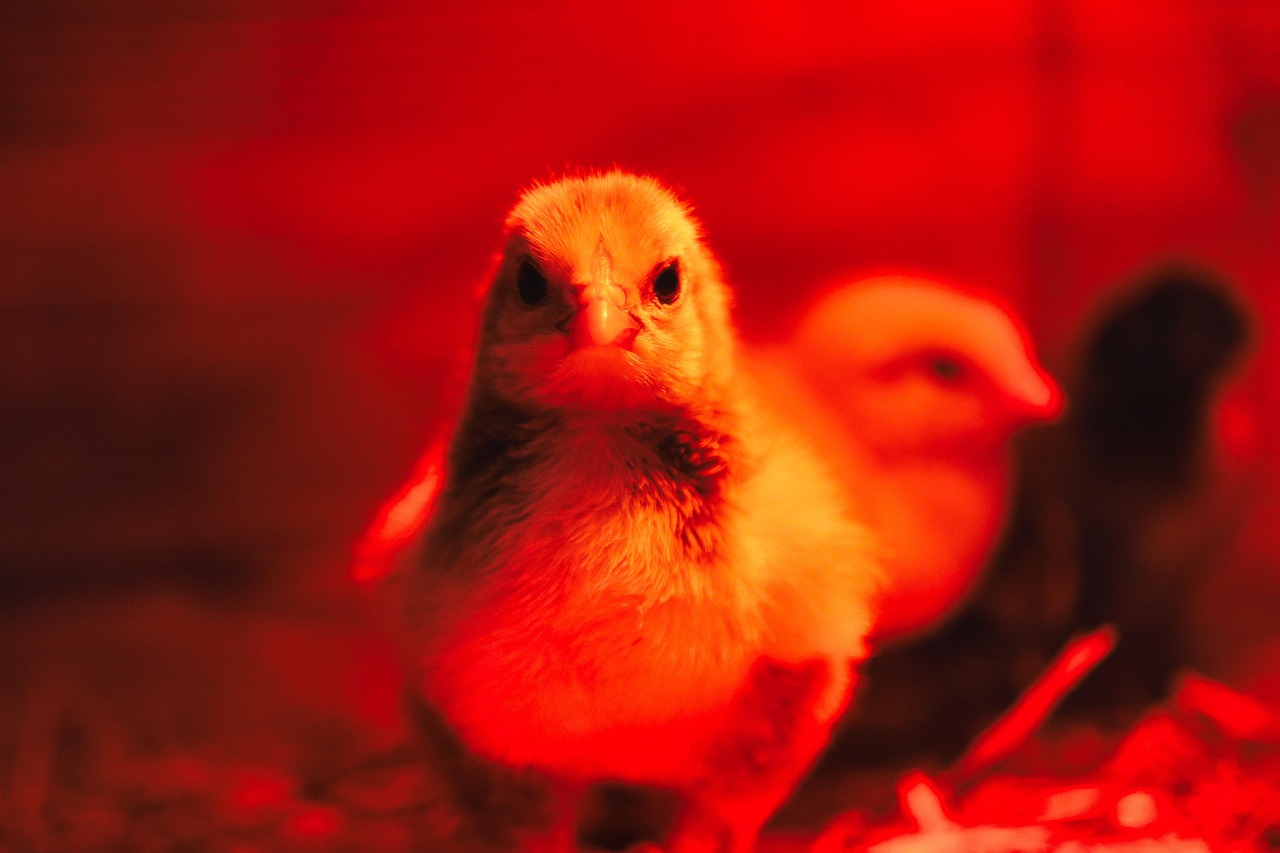 20,000+ Free Baby-Chicken & Baby Photos - Pixabay