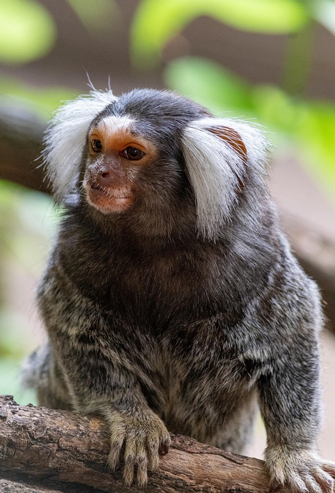 Monkey Primate Ape - Free photo on Pixabay - Pixabay