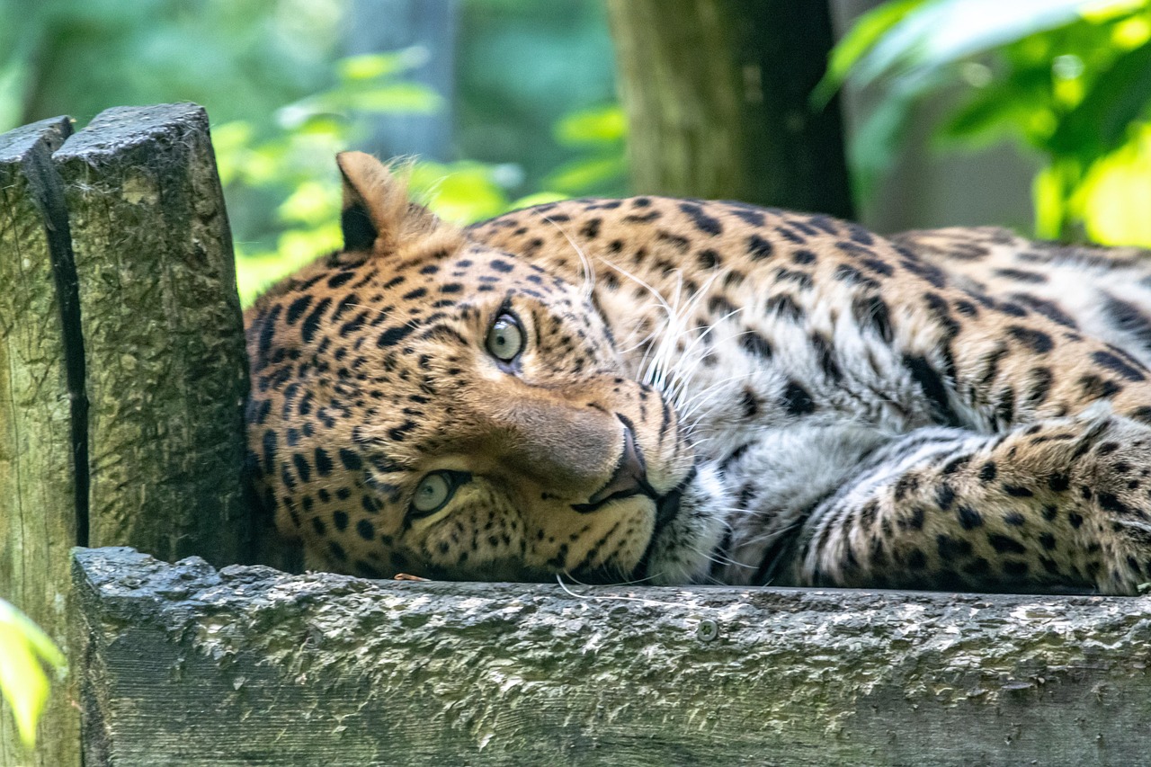 Leopardo Felino Bigodes - Foto gratuita no Pixabay - Pixabay