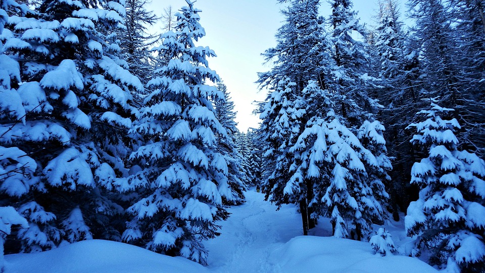 森林 冬天 雪 - Pixabay上的免费照片 - Pixabay