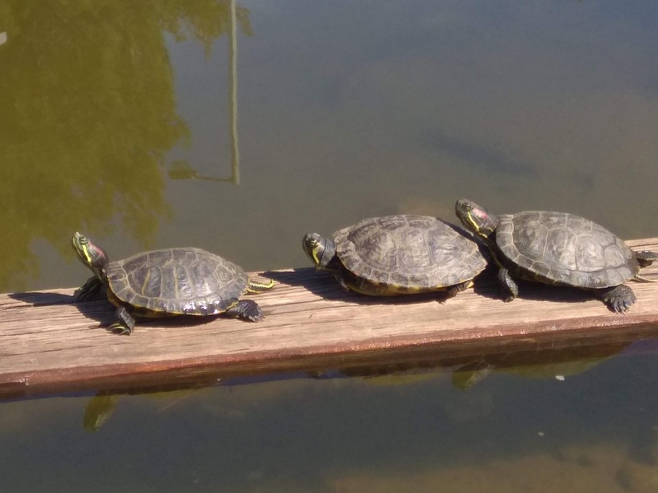 Tortugas Lago Grecia - Foto gratis en Pixabay - Pixabay