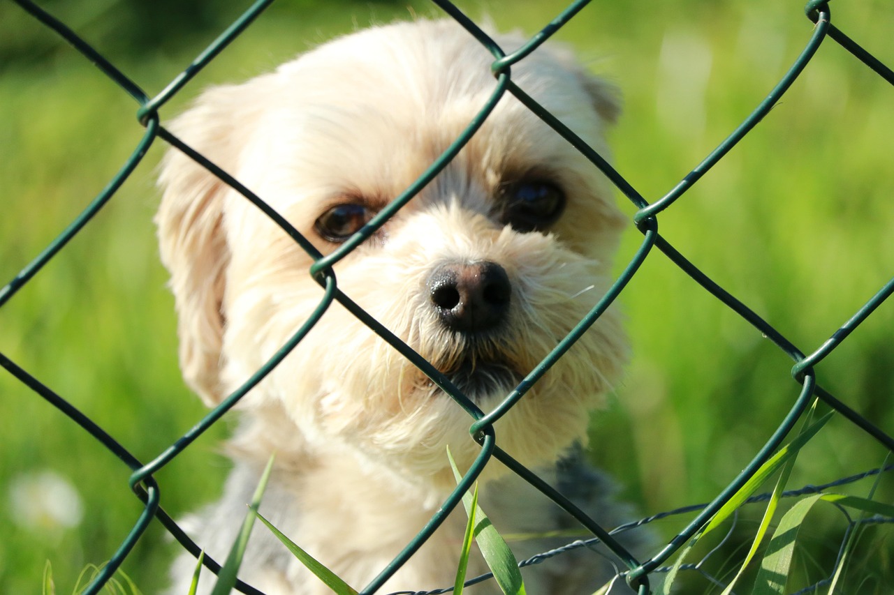 Dog Domestic Animal - Free photo on Pixabay - Pixabay