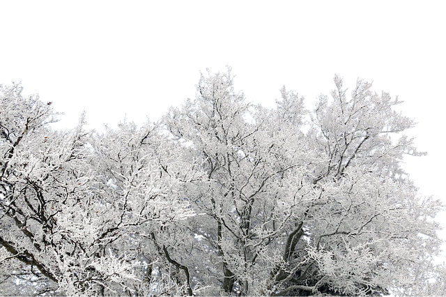 Download Trees, Snow, Nature. Royalty-Free Stock Illustration Image ...