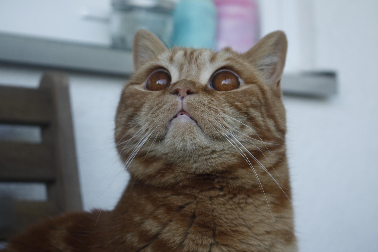 Bkh British Shorthair Chat Rouge - Photo gratuite sur Pixabay - Pixabay