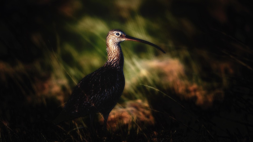 Curlew Bird Beak - Free photo on Pixabay