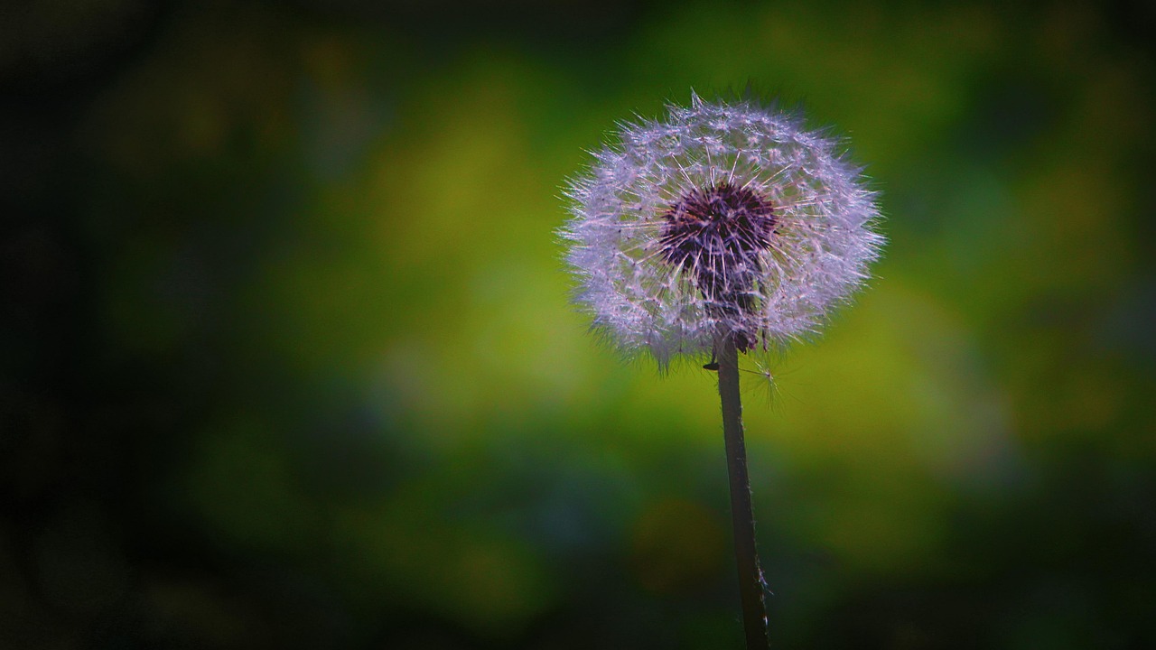 Bunga Tanaman Liar Berbunga Kuning - Foto gratis di Pixabay - Pixabay