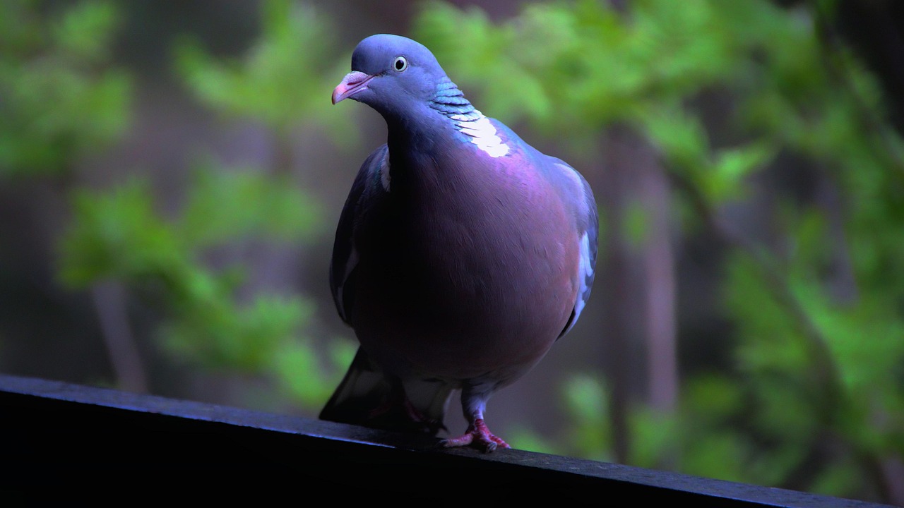Pombo Pássaro Sentado - Foto gratuita no Pixabay - Pixabay