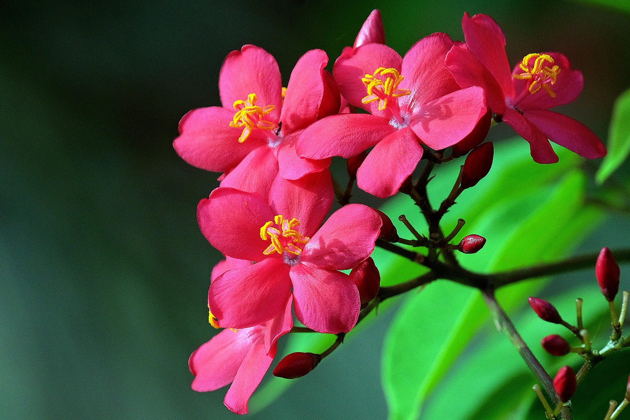 Jatropha Pandurifolia - Ingyenes fotó a Pixabay-en