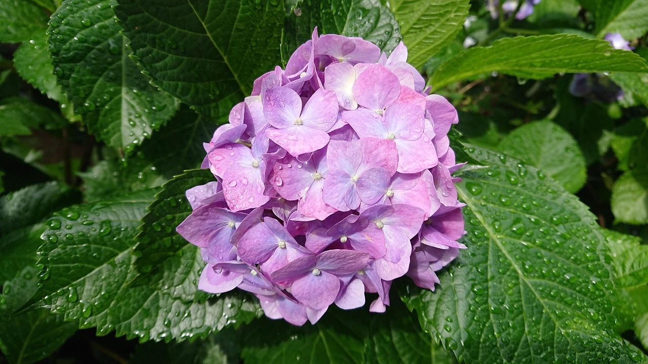 Hydrangea Bunga Alam - Foto gratis di Pixabay - Pixabay