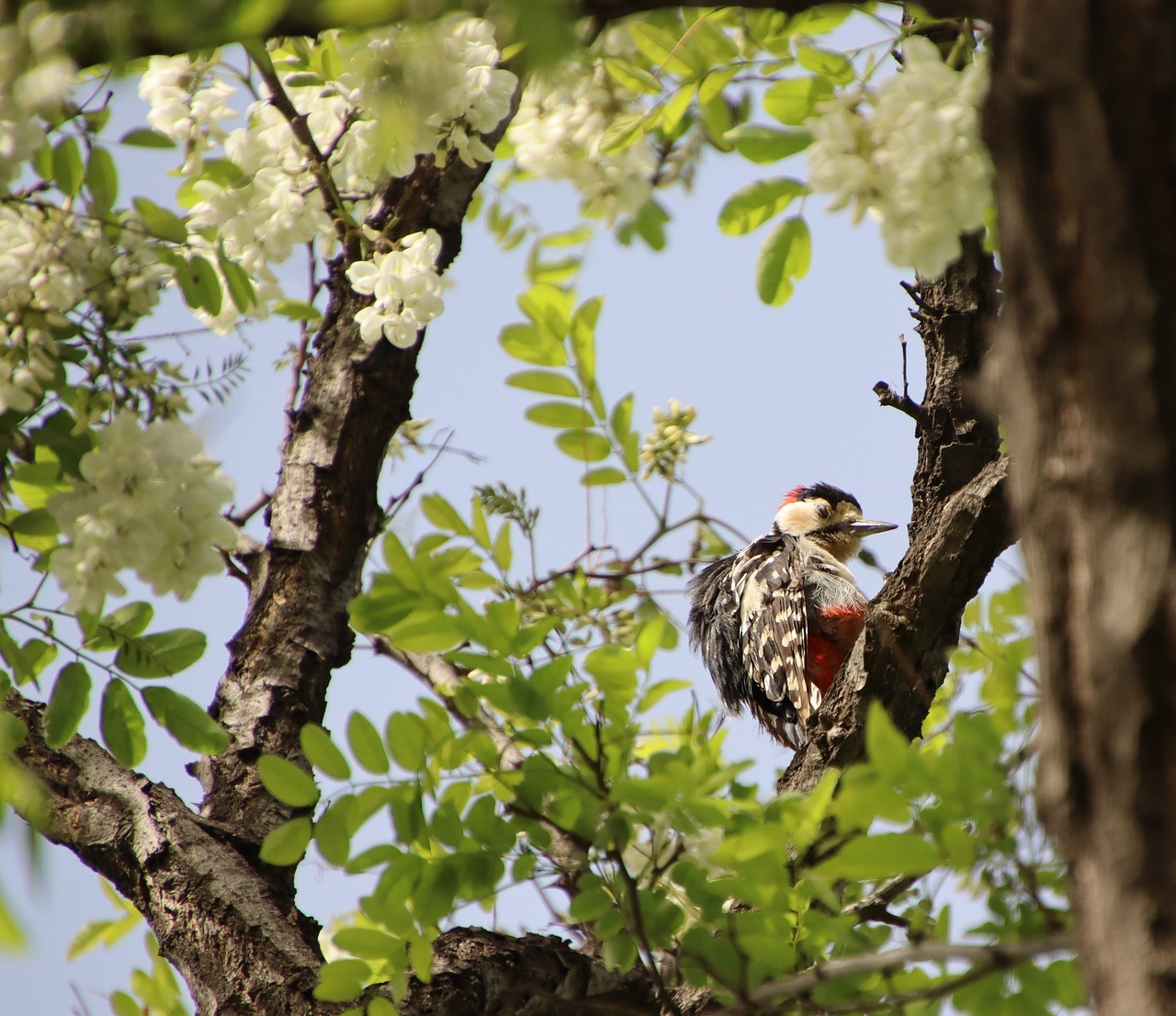Pájaro Carpintero Rama - Foto gratis en Pixabay - Pixabay