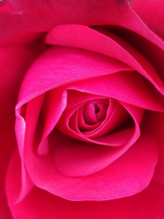 Rose Fleur Plantes - Photo gratuite sur Pixabay - Pixabay