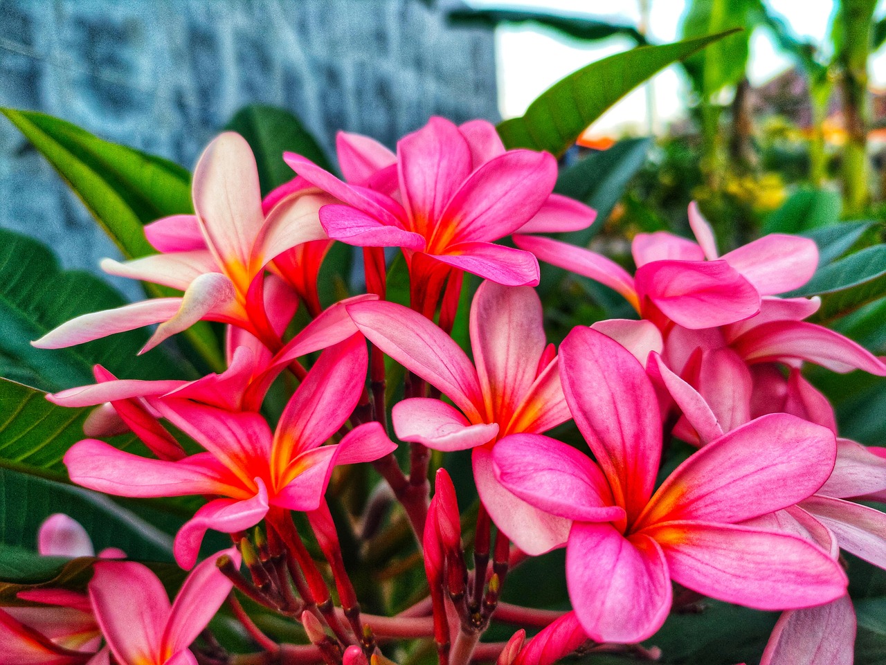 Bunga Fleur Jasmin - Photo gratuite sur Pixabay - Pixabay