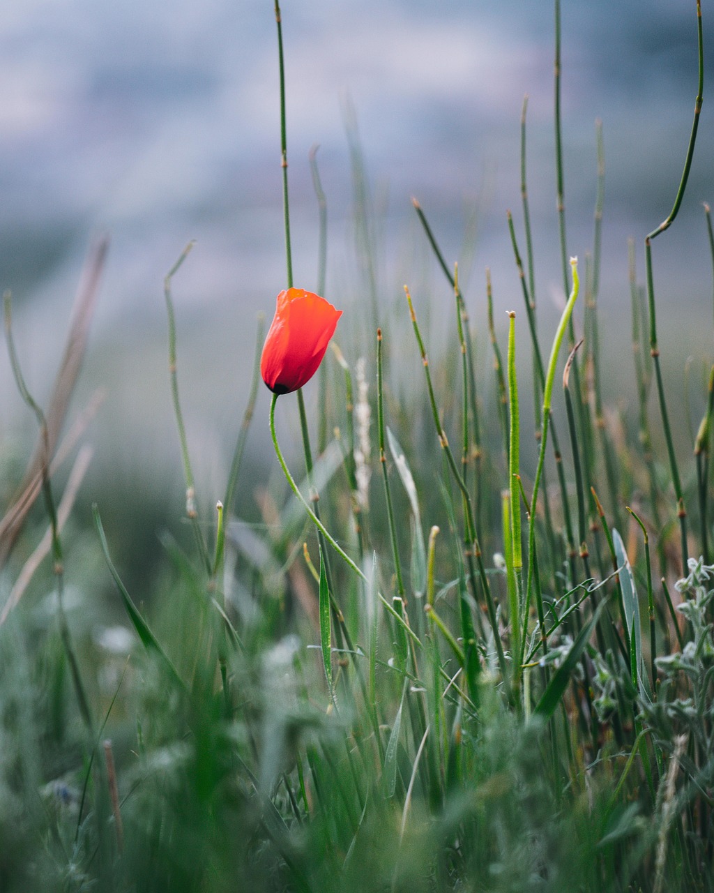 Coquelicot Fleur Plantes Pavot - Photo gratuite sur Pixabay - Pixabay