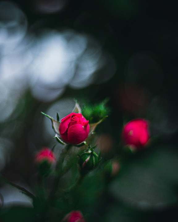 Rose Knospe Blume - Kostenloses Foto auf Pixabay - Pixabay