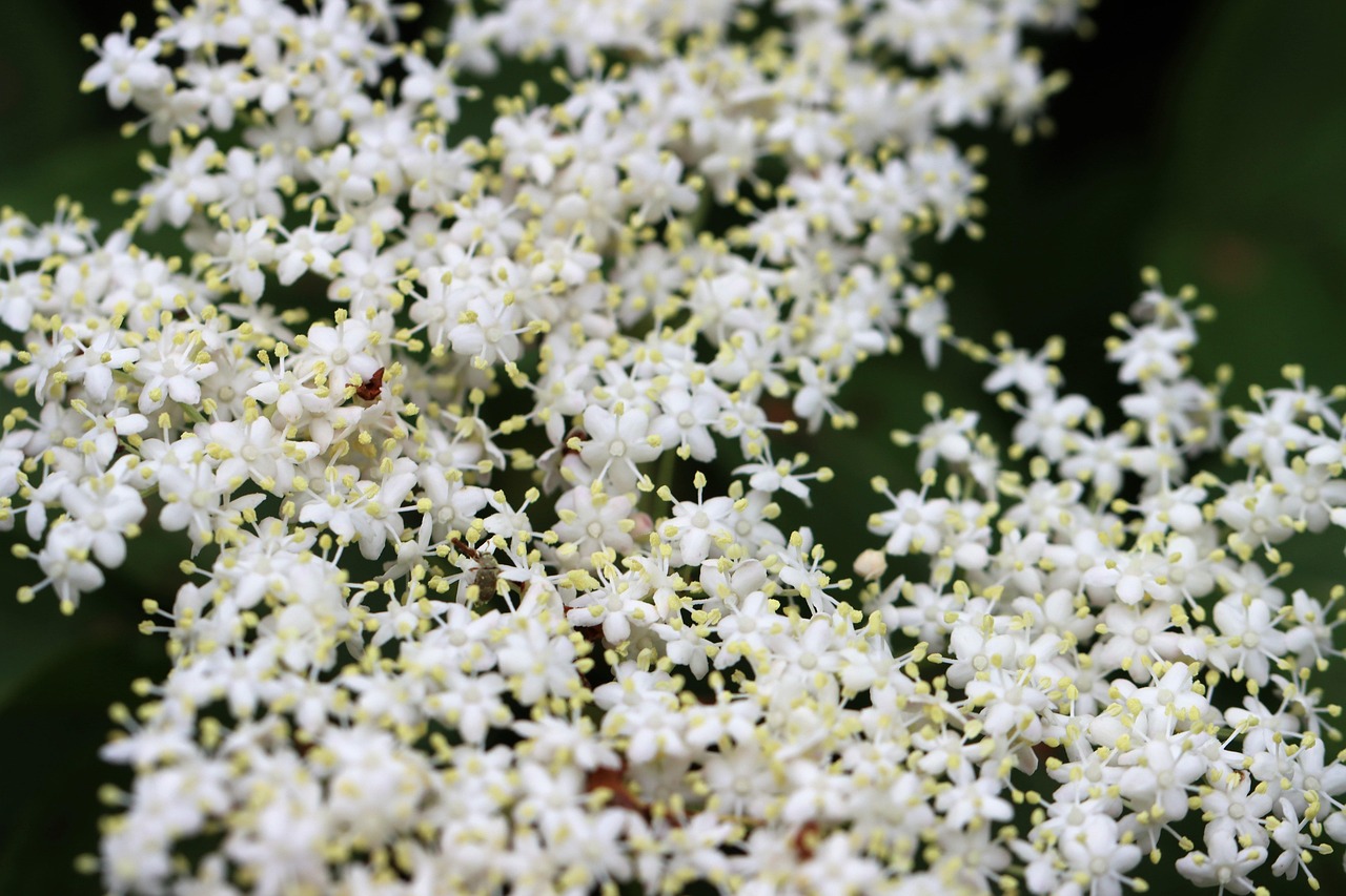 Elderberry Flowers Elderflowers - Free photo on Pixabay - Pixabay