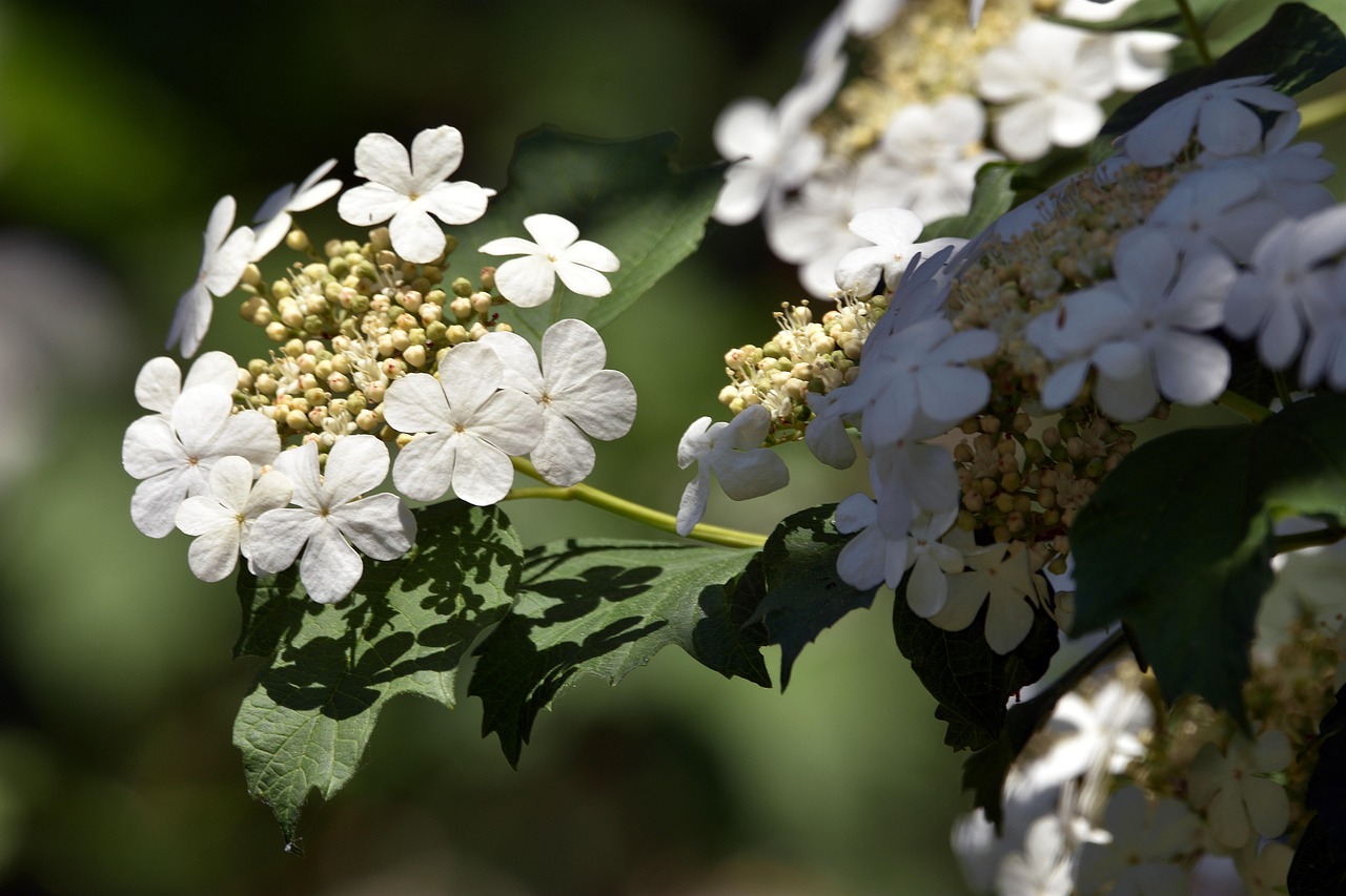 Guelder Rose Flores Planta - Foto gratis en Pixabay