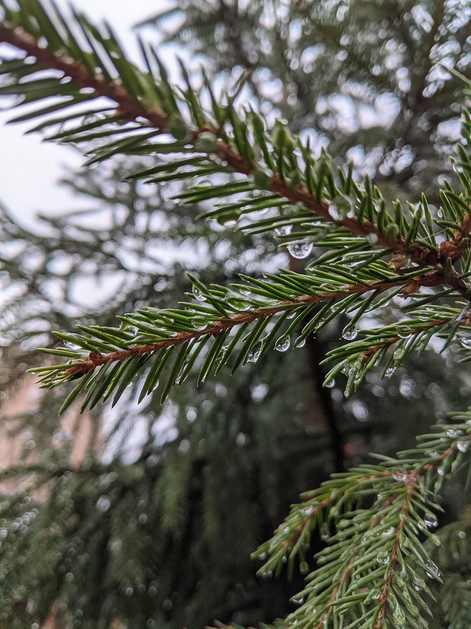 Needles Forest Nature - Free photo on Pixabay - Pixabay
