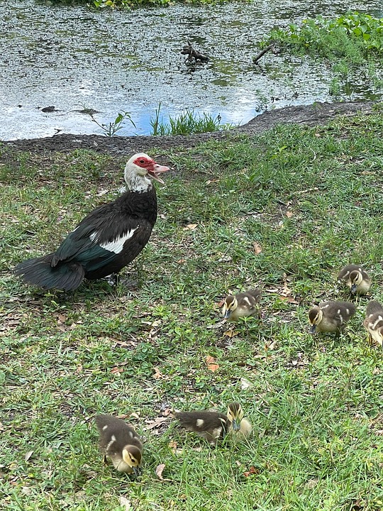 Duck Ducklings Duckling - Free photo on Pixabay - Pixabay