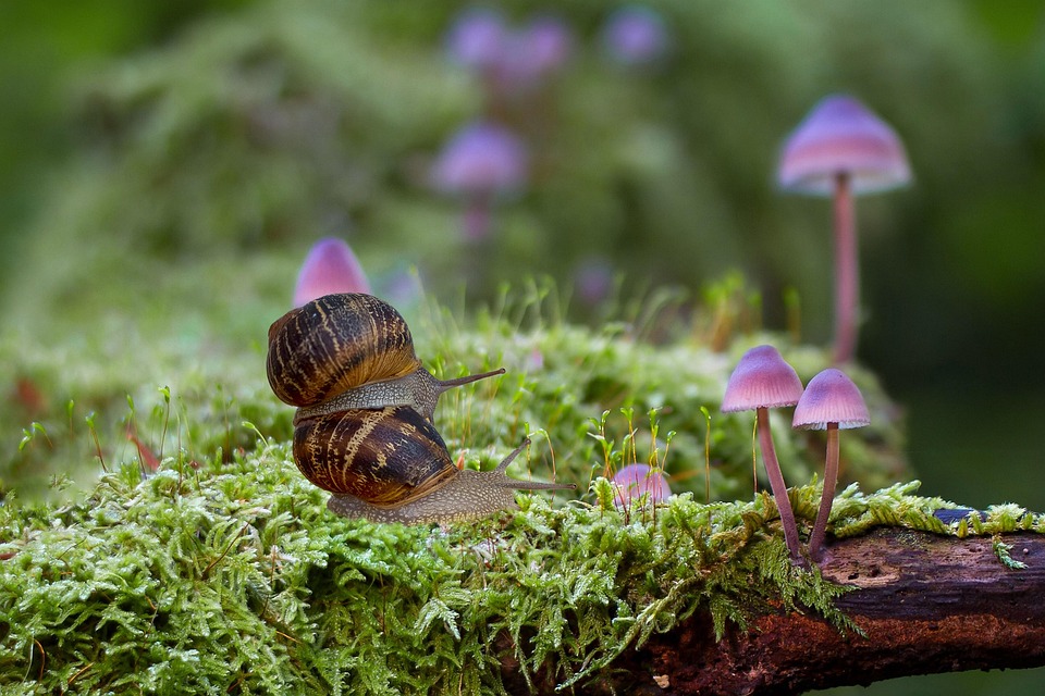 Snails Fungi Mushrooms - Free photo on Pixabay - Pixabay