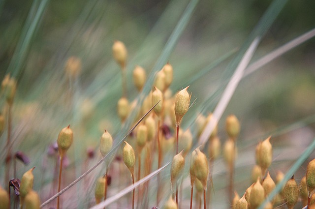 Bourgeons Fleur Plantes - Photo gratuite sur Pixabay - Pixabay