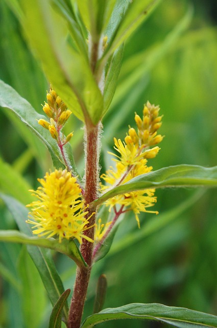 Bunga Kuning Daun-Daun Tanaman - Foto gratis di Pixabay - Pixabay