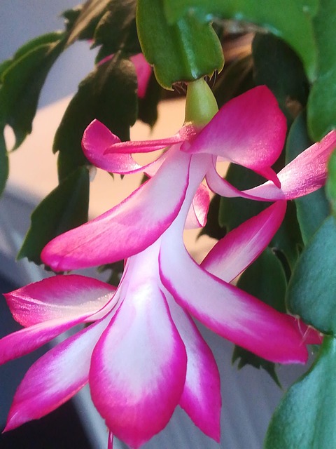 Fleur Nature Flower - Free photo on Pixabay - Pixabay