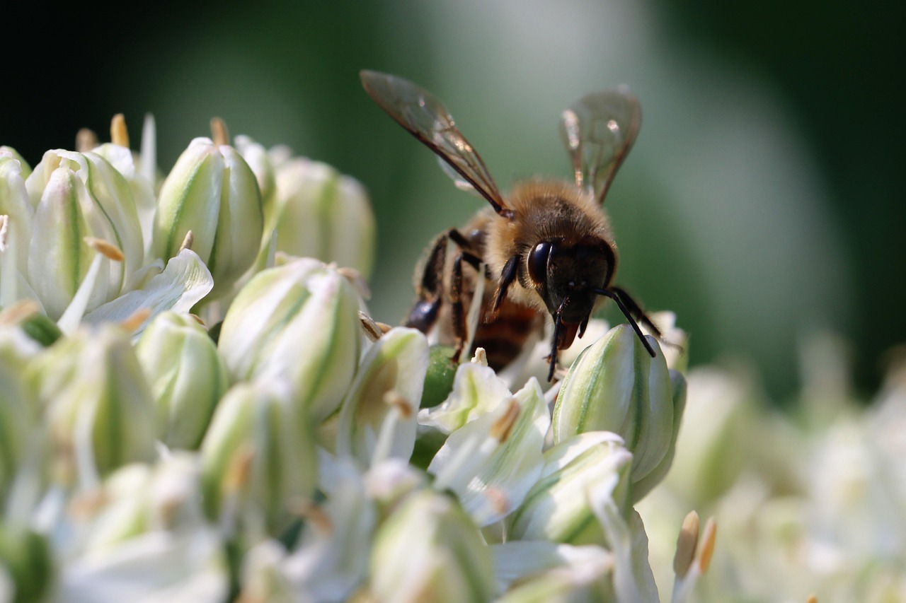 Honey Bee Buds - Free photo on Pixabay - Pixabay