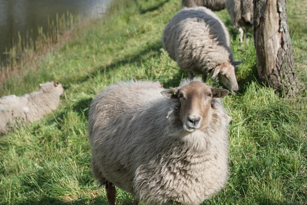 Sheep Dyke - Free photo on Pixabay - Pixabay Sheep Dyke - Free photo on Pixabay - Pixabay