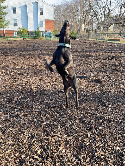 Dog Fetch Jump - Free photo on Pixabay - Pixabay