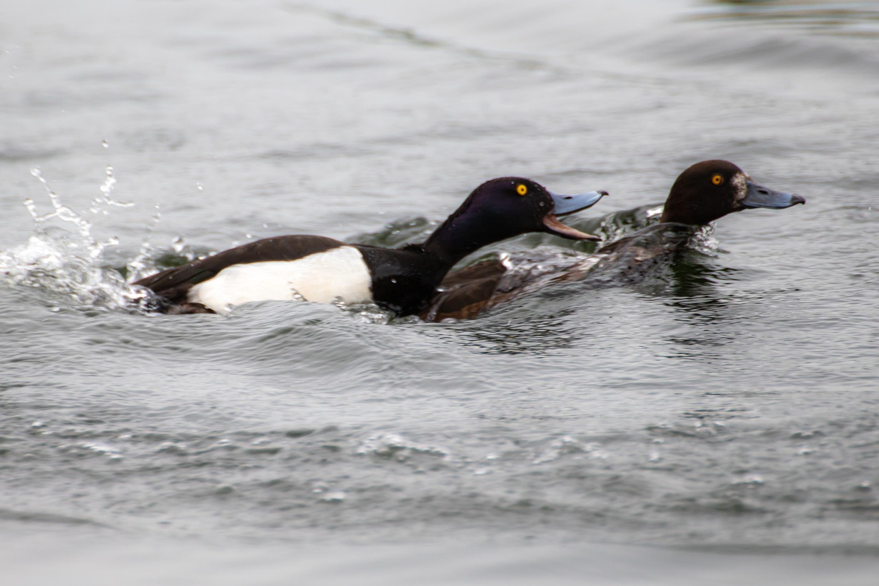 Canards Peu Des Oiseaux - Photo gratuite sur Pixabay - Pixabay