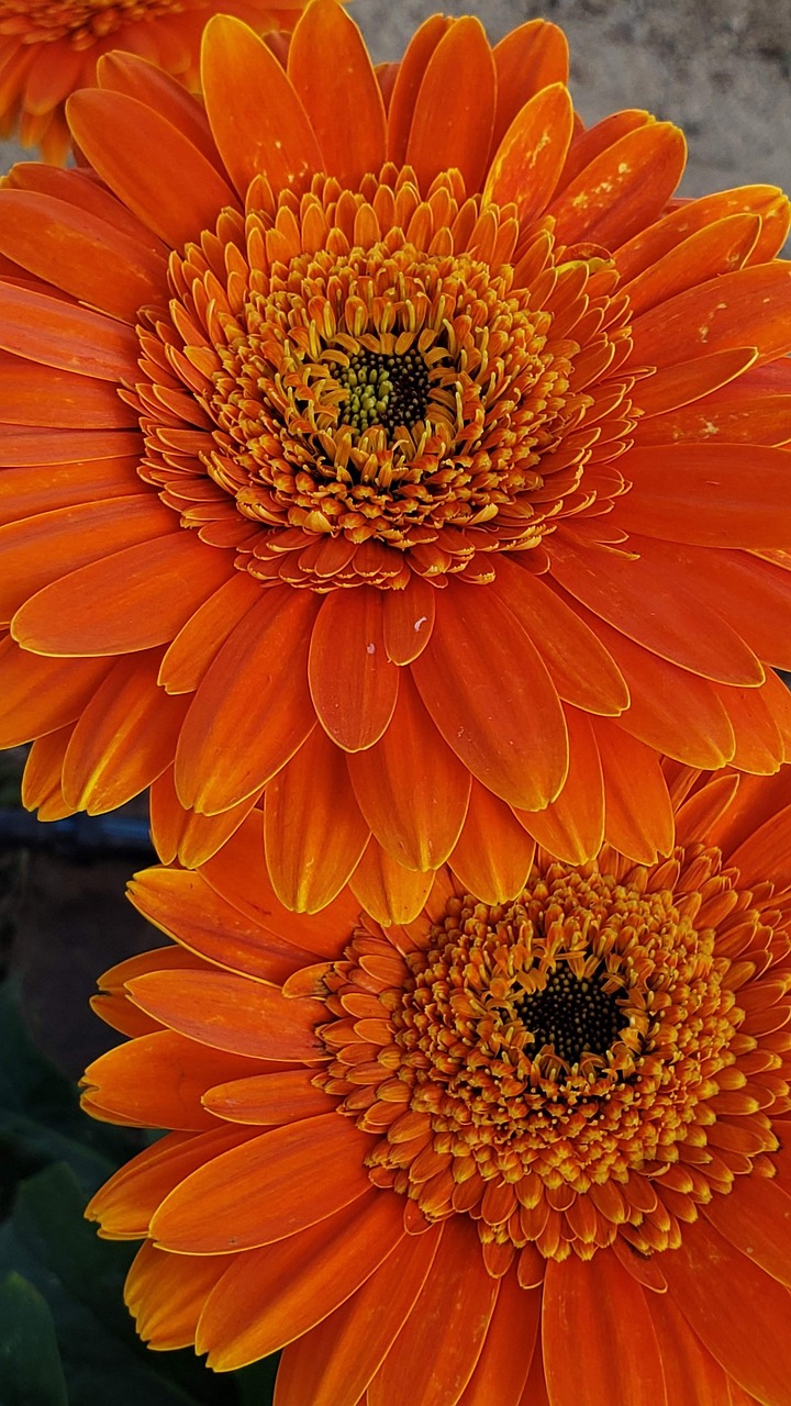 Blumen Gartenblumen Gerbera Gerber - Kostenloses Foto auf Pixabay - Pixabay