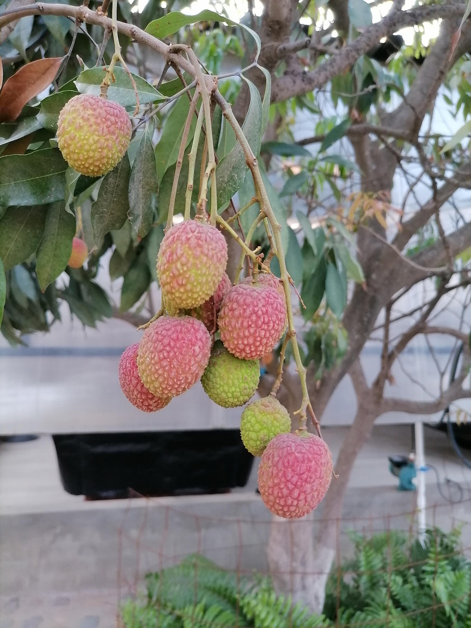 Lichi Fruta Arbol - Photo gratuite sur Pixabay - Pixabay
