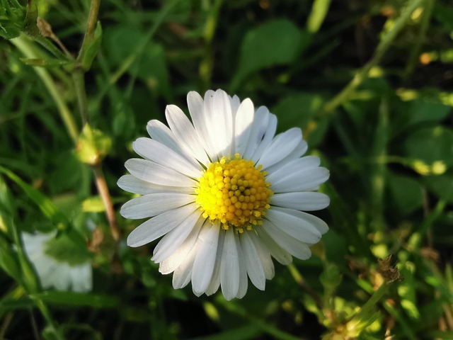 Bunga Aster Alam Padang Rumput - Foto gratis di Pixabay - Pixabay