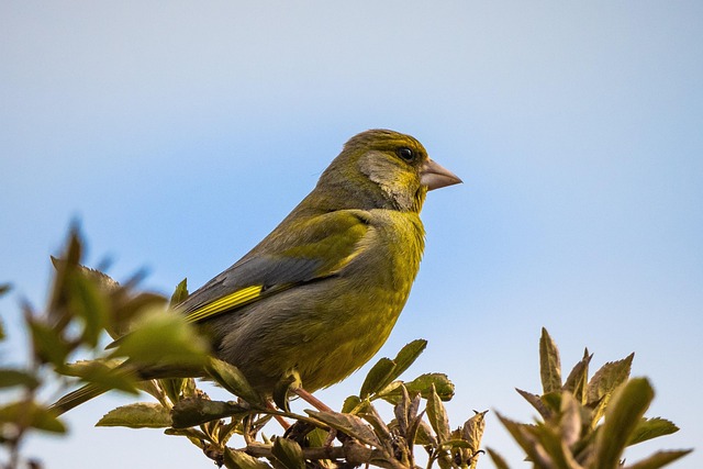 Greenfinch Bird Perched - Free photo on Pixabay