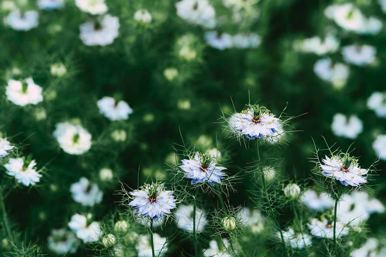 100+ Free Nigella & Flower Images - Pixabay