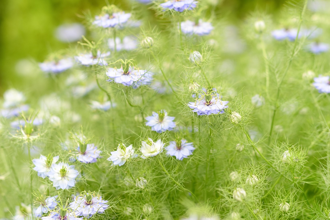 Nigella Flowers Plants Love In A - Free photo on Pixabay - Pixabay