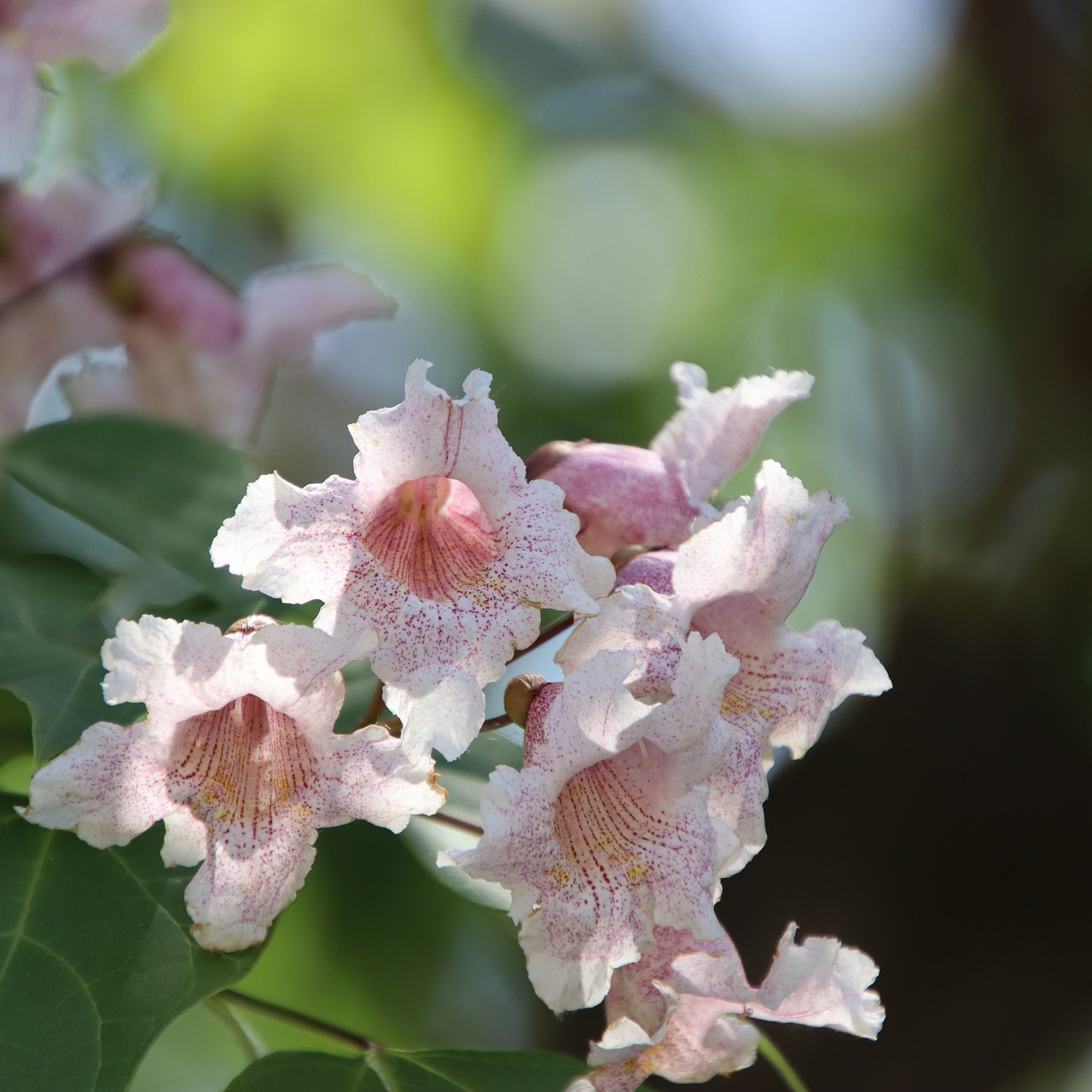 Catalpa Chino Flores Rama - Foto gratis en Pixabay - Pixabay
