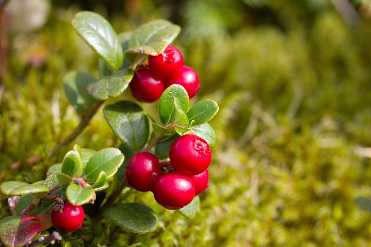 Herbst Hintergrund Beeren - Kostenloses Foto auf Pixabay - Pixabay