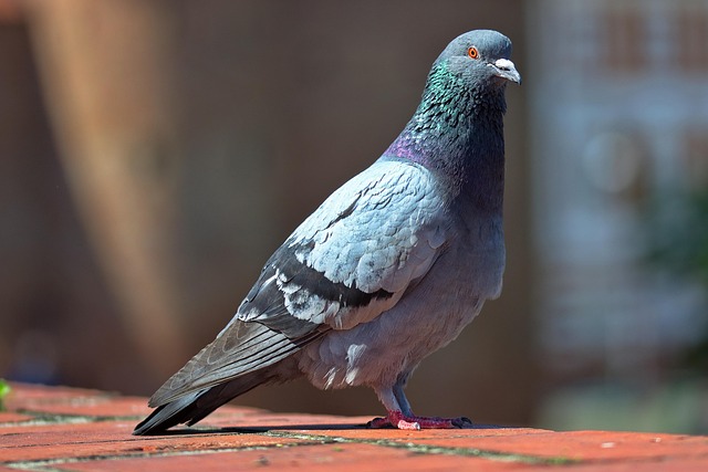 Pigeon Bird Beak - Free photo on Pixabay - Pixabay