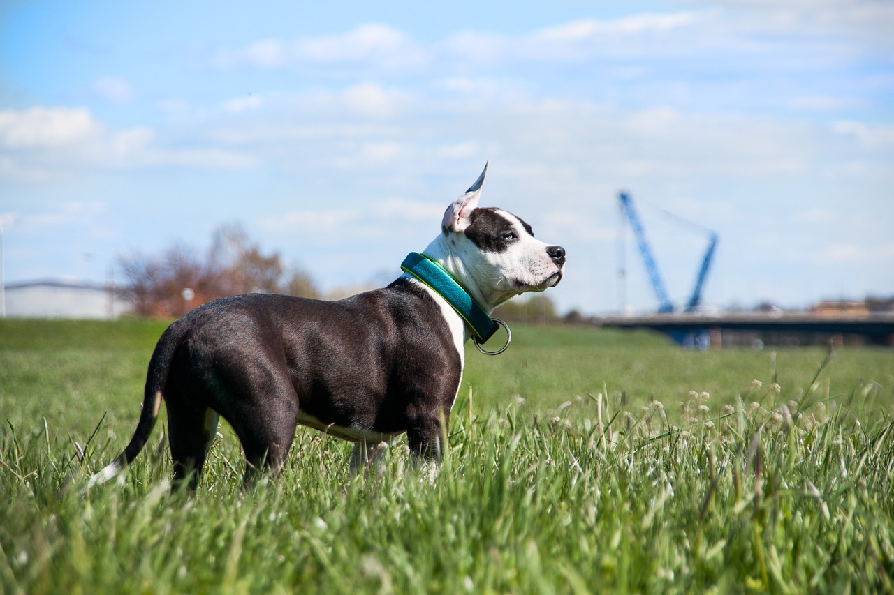 美国斯塔福郡梗犬 狗 小狗 - Pixabay上的免费照片 - Pixabay