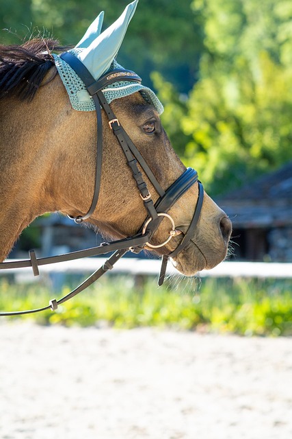 Pferd Pony Kopf - Kostenloses Foto auf Pixabay - Pixabay