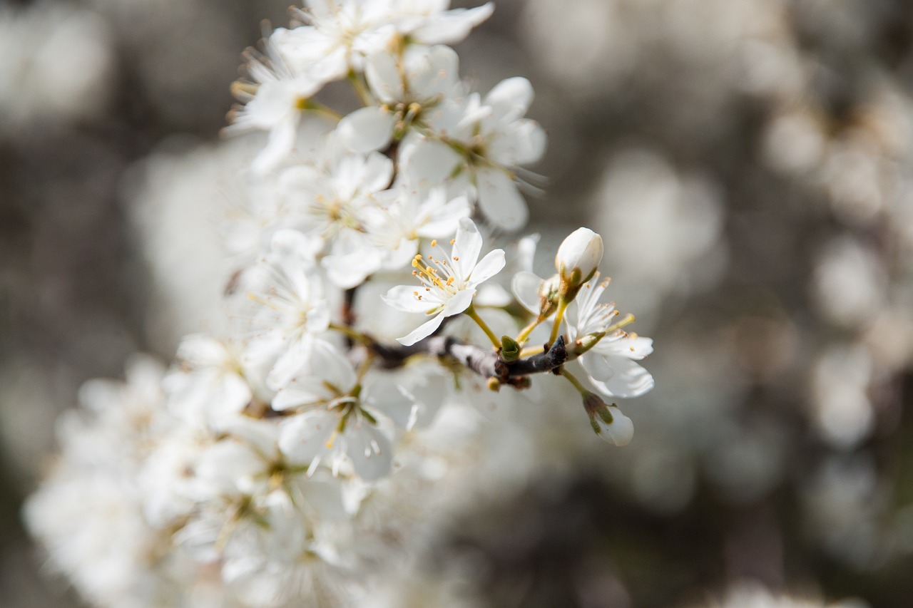 Flores Blancas De Cerezo - Foto gratis en Pixabay - Pixabay