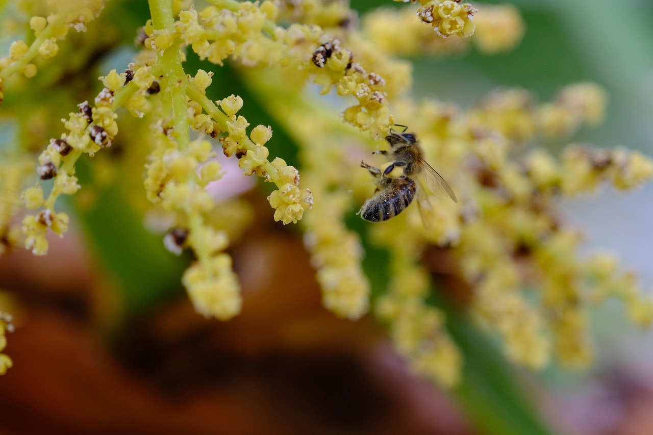 Flowers Palm Bee - Free photo on Pixabay - Pixabay