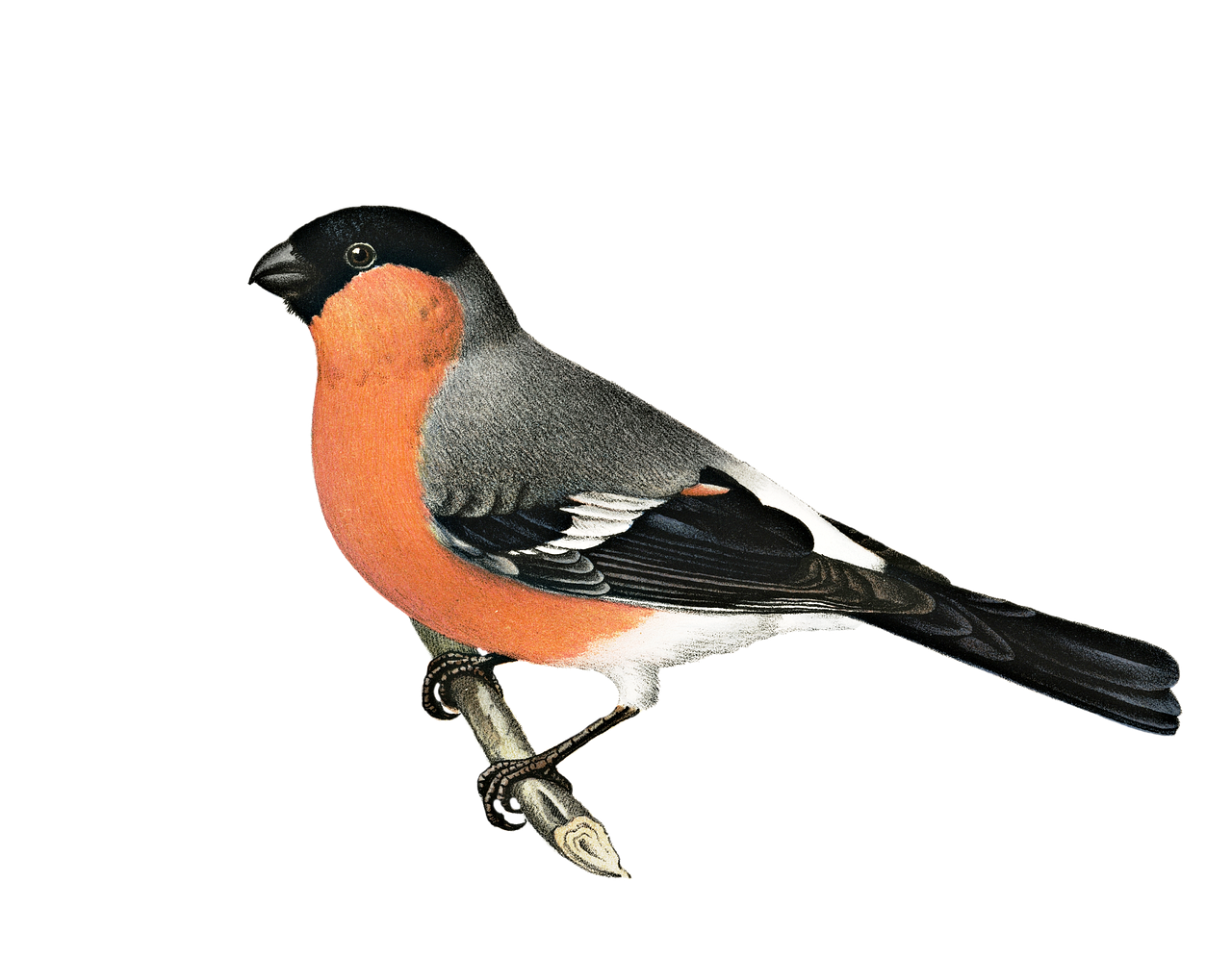 100,000+ Free Bullfinch Bird & Bullfinch Images - Pixabay