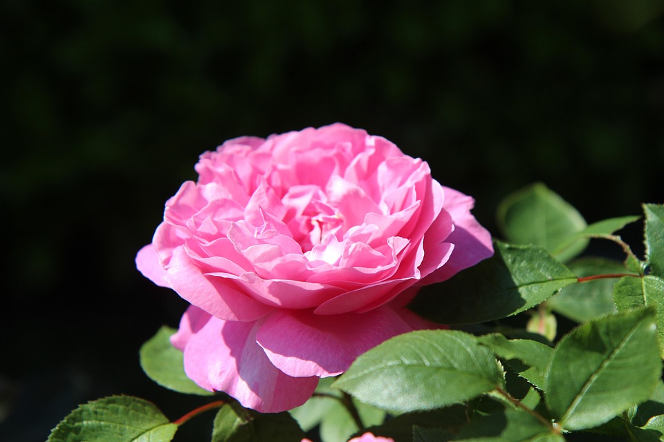 Rose Pinke Blume - Kostenloses Foto auf Pixabay - Pixabay