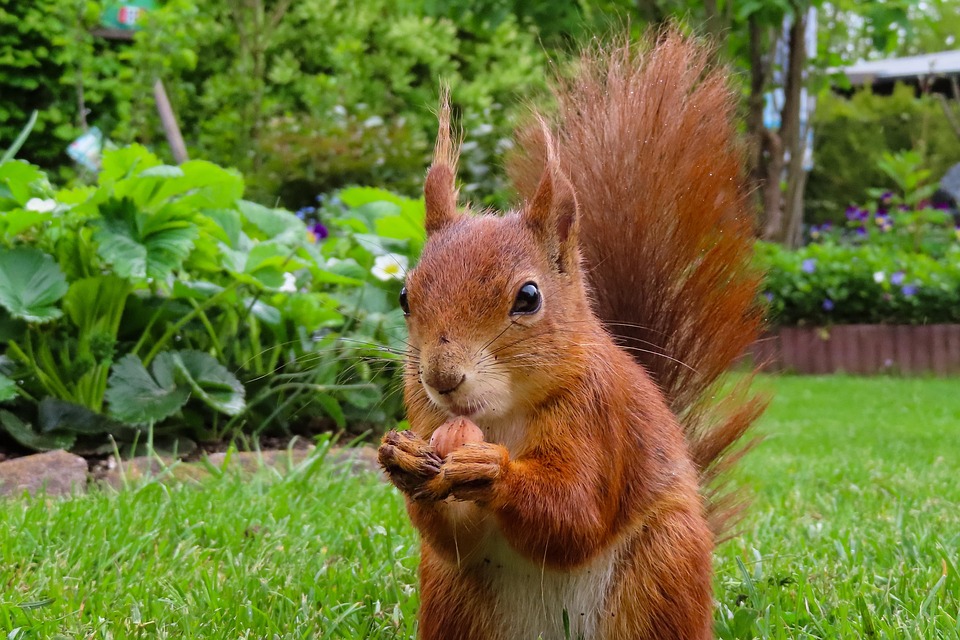 Ardilla Roedor Buscando Comida - Foto gratis en Pixabay